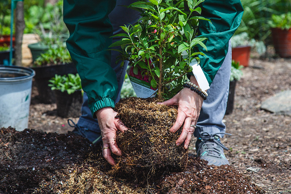 Six Steps for Success | Petitti Garden Centers