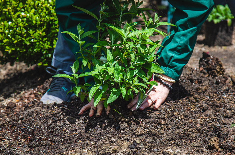Six Steps for Success | Petitti Garden Centers