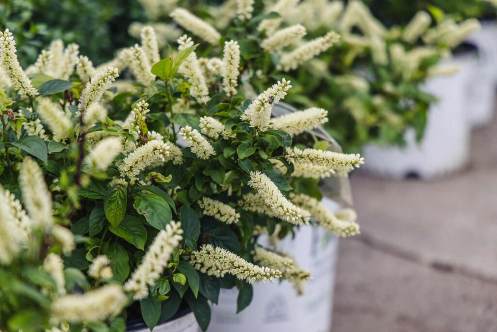 Why Fall is for Planting | Petitti Garden Centers