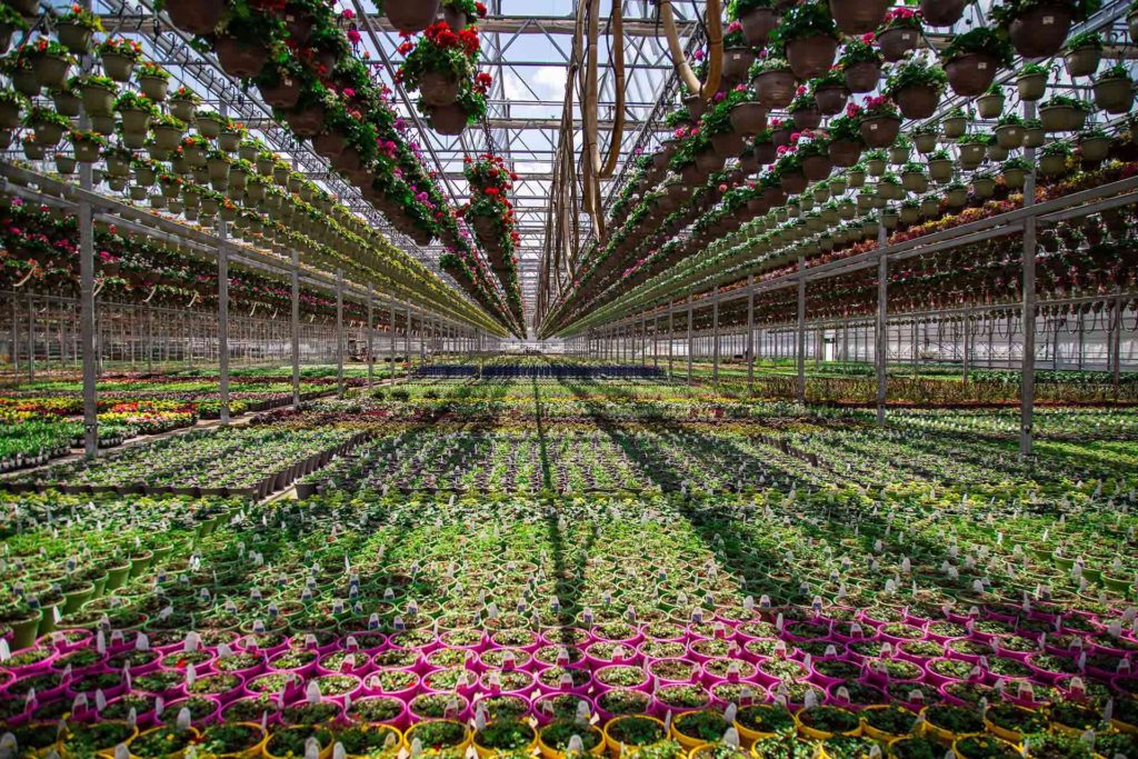 Best Local Garden Center | Petitti Garden Centers