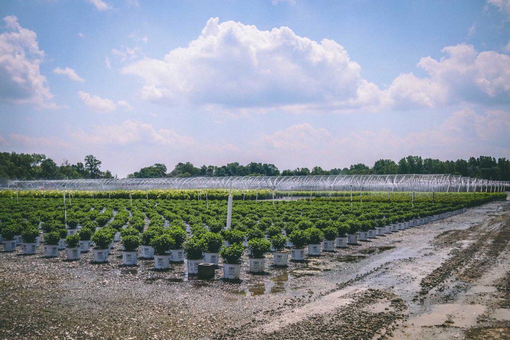 Best Local Garden Center | Petitti Garden Centers