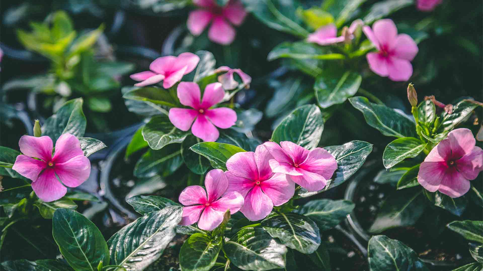 Flowering Vinca, Madagascar Periwinkle | Petitti Garden Centers