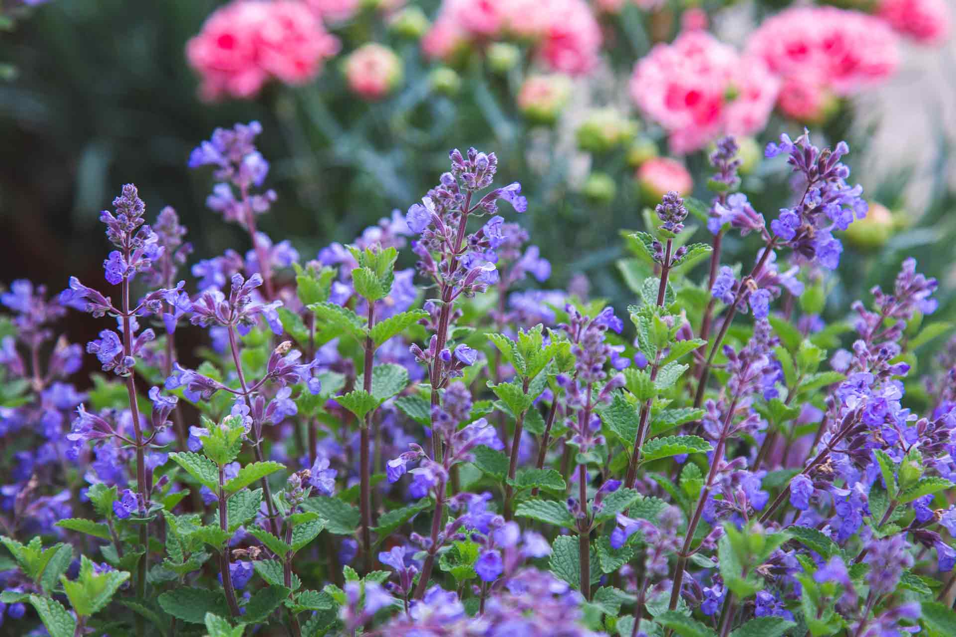 Catmint | Petitti Garden Centers
