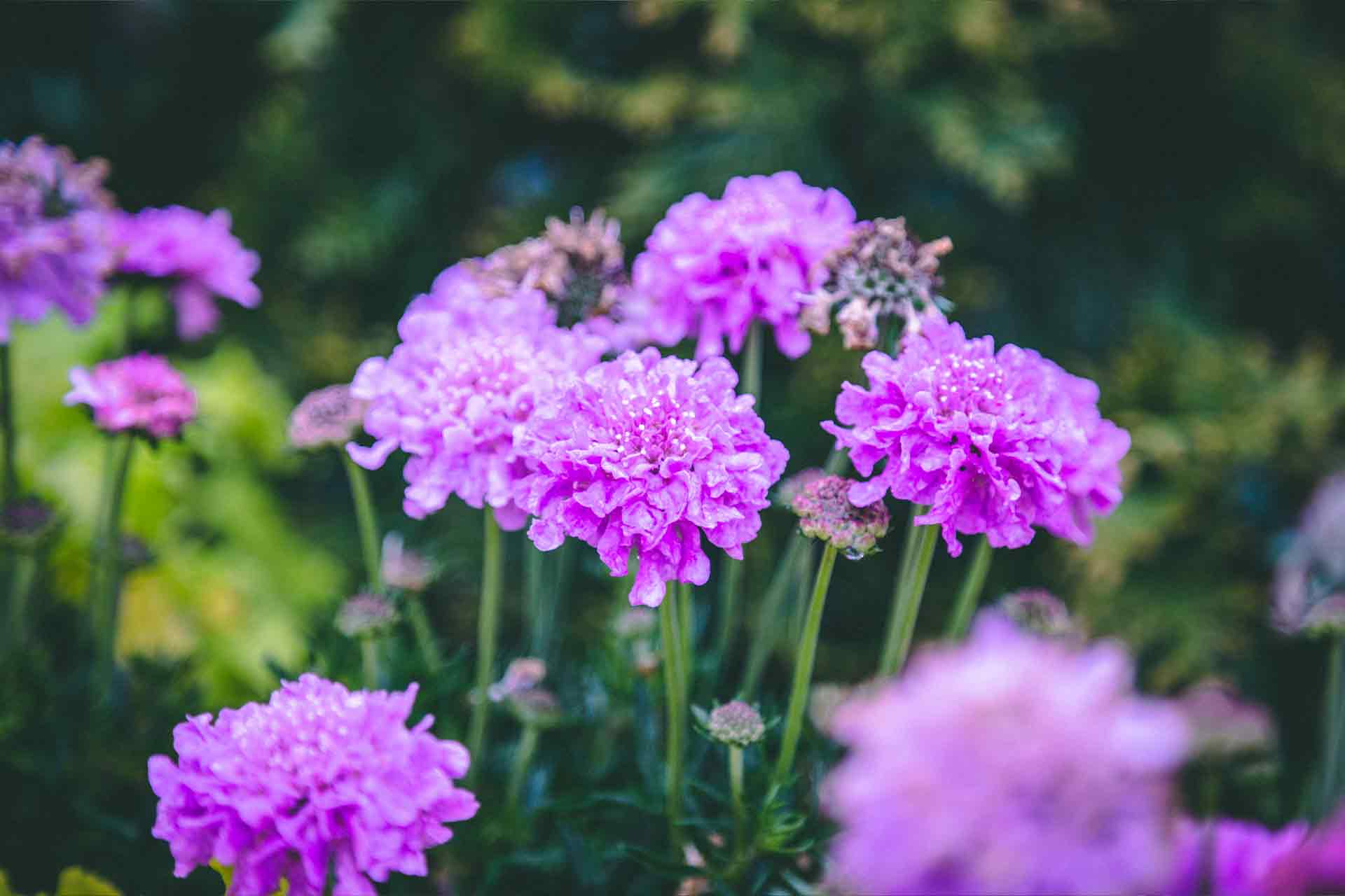 Pincushion Flower | Petitti Garden Centers
