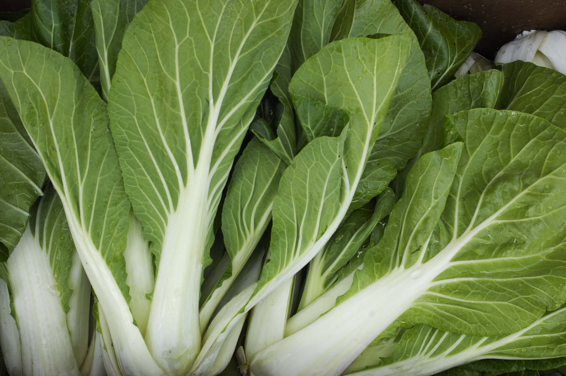 Pak Choi ‘Joi Choi’ | Petitti Garden Centers