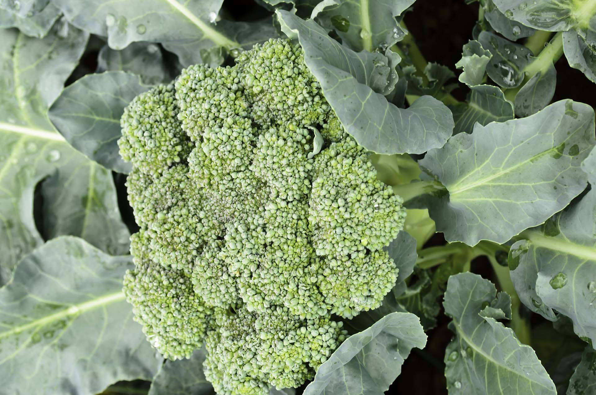 Broccoli | Petitti Garden Centers