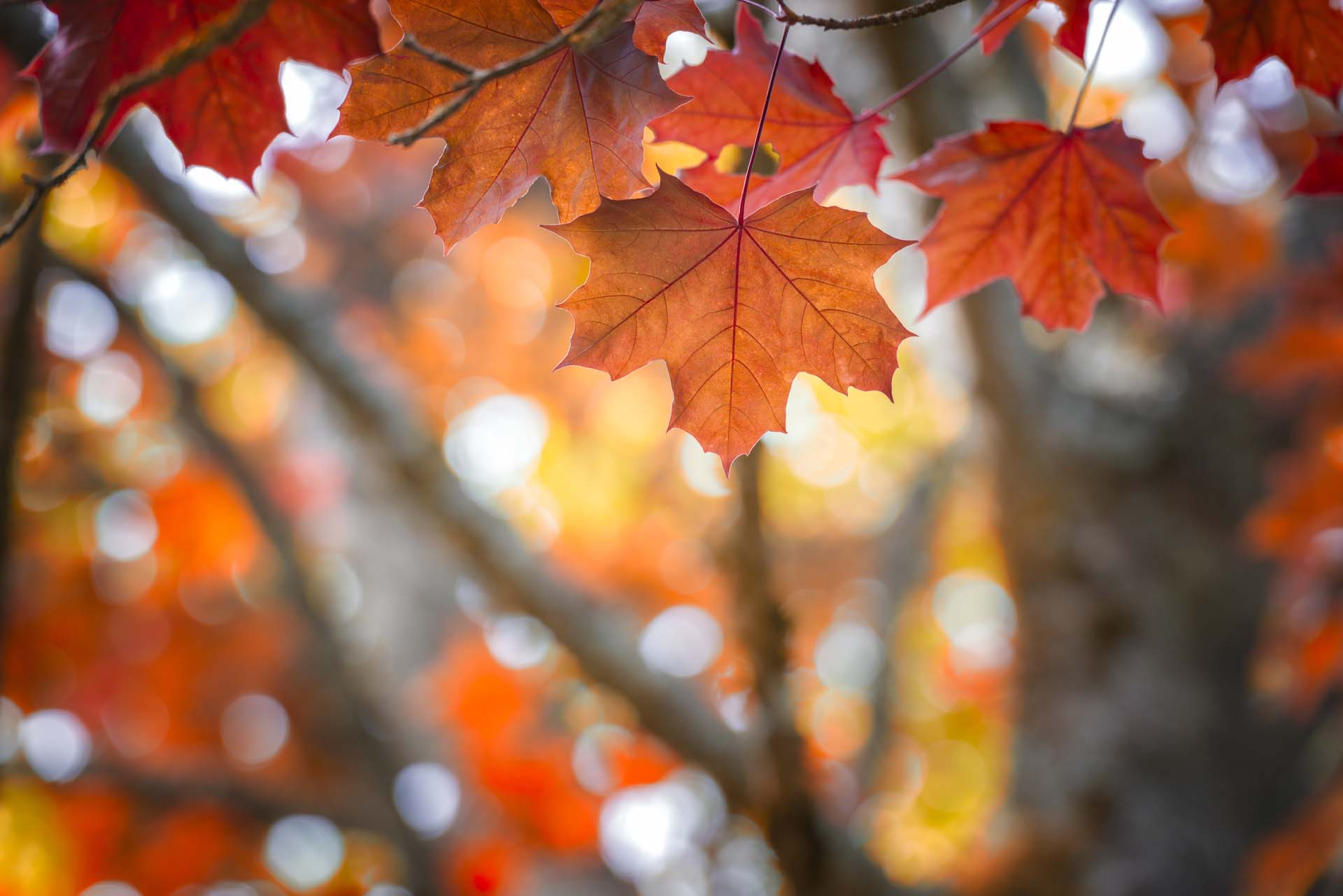 Maple Tree | Petitti Garden Centers