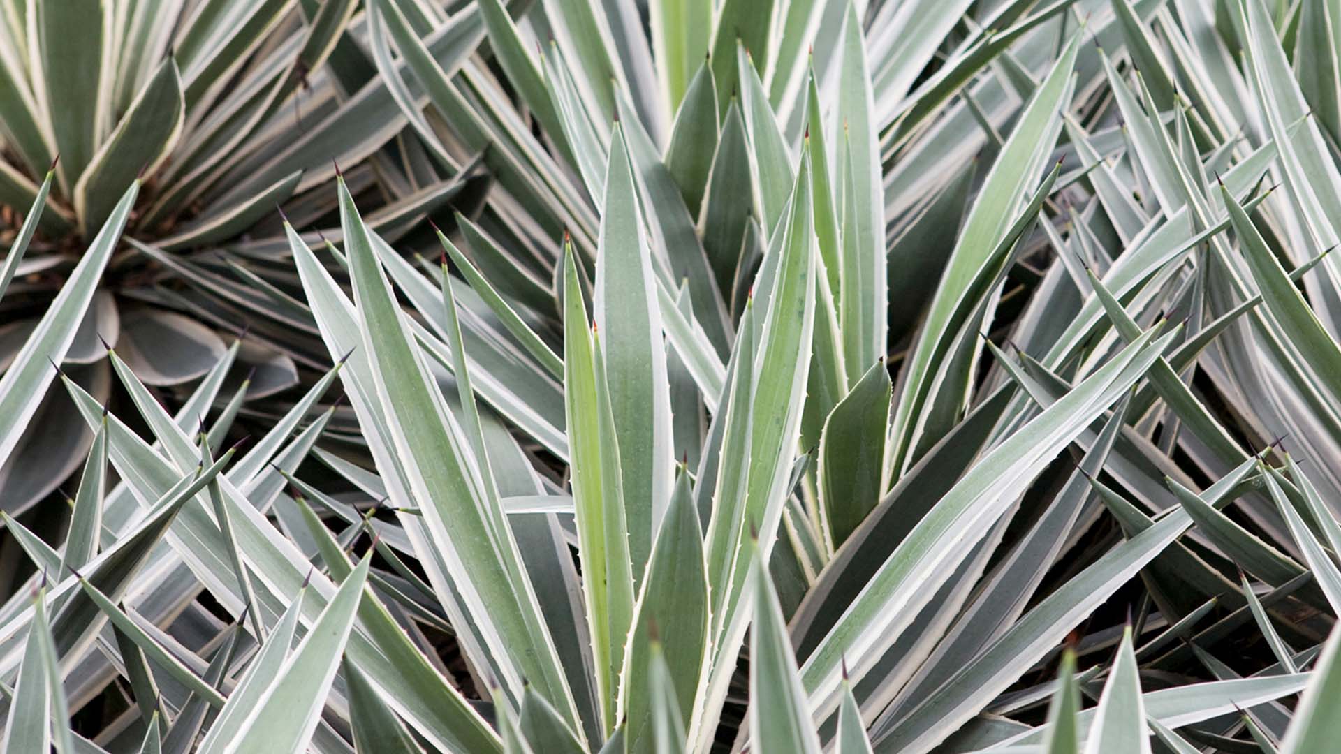 Yucca | Petitti Garden Centers