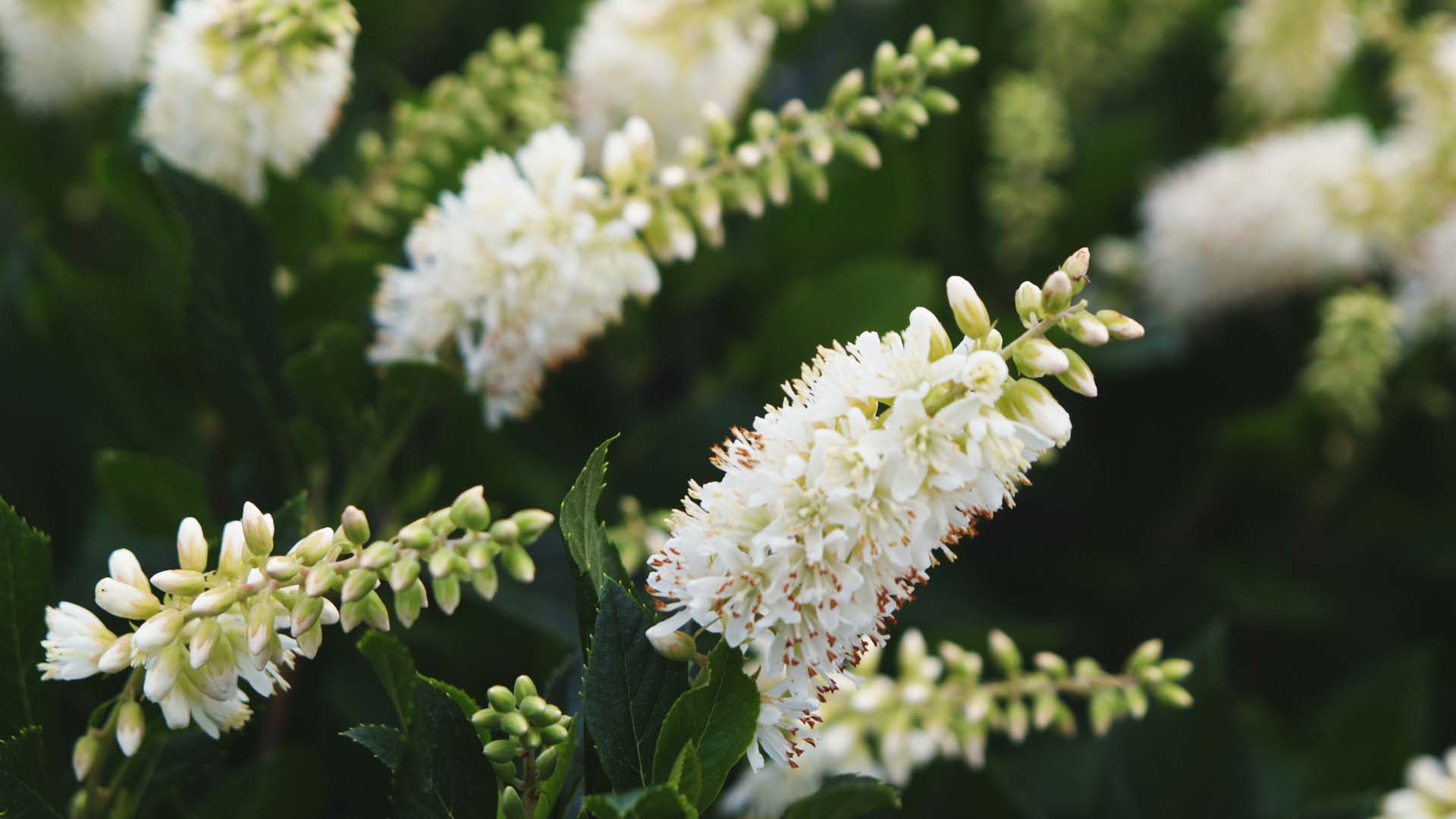 Summersweet | Petitti Garden Centers