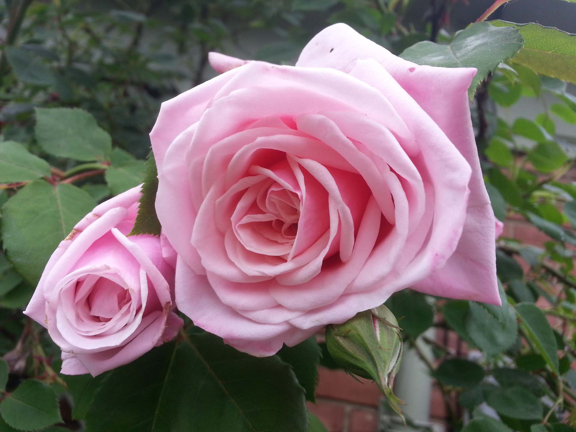 Grandiflora Rose | Petitti Garden Centers