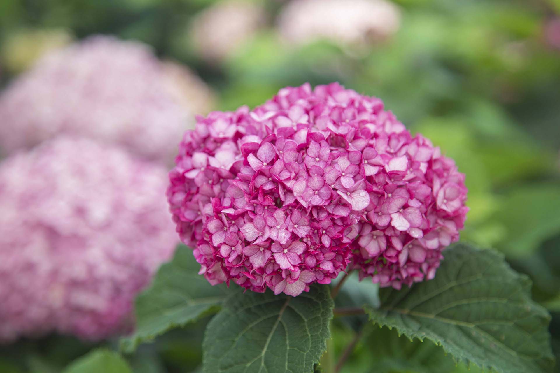 Smooth Hydrangea | Petitti Garden Centers