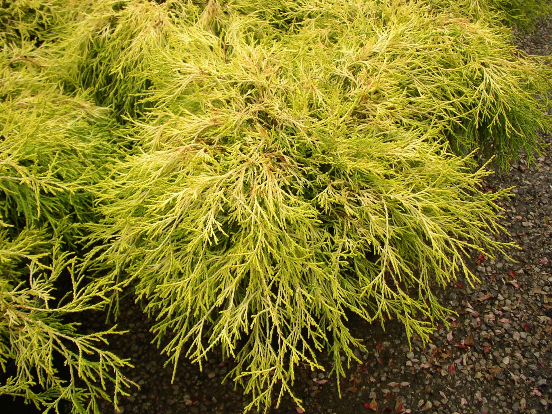 False Cypress Petitti Garden Centers False Cypress Petitti Garden Centers