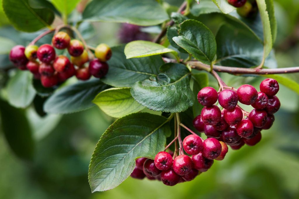 Chokeberry | Petitti Garden CentersPetitti Garden Centers