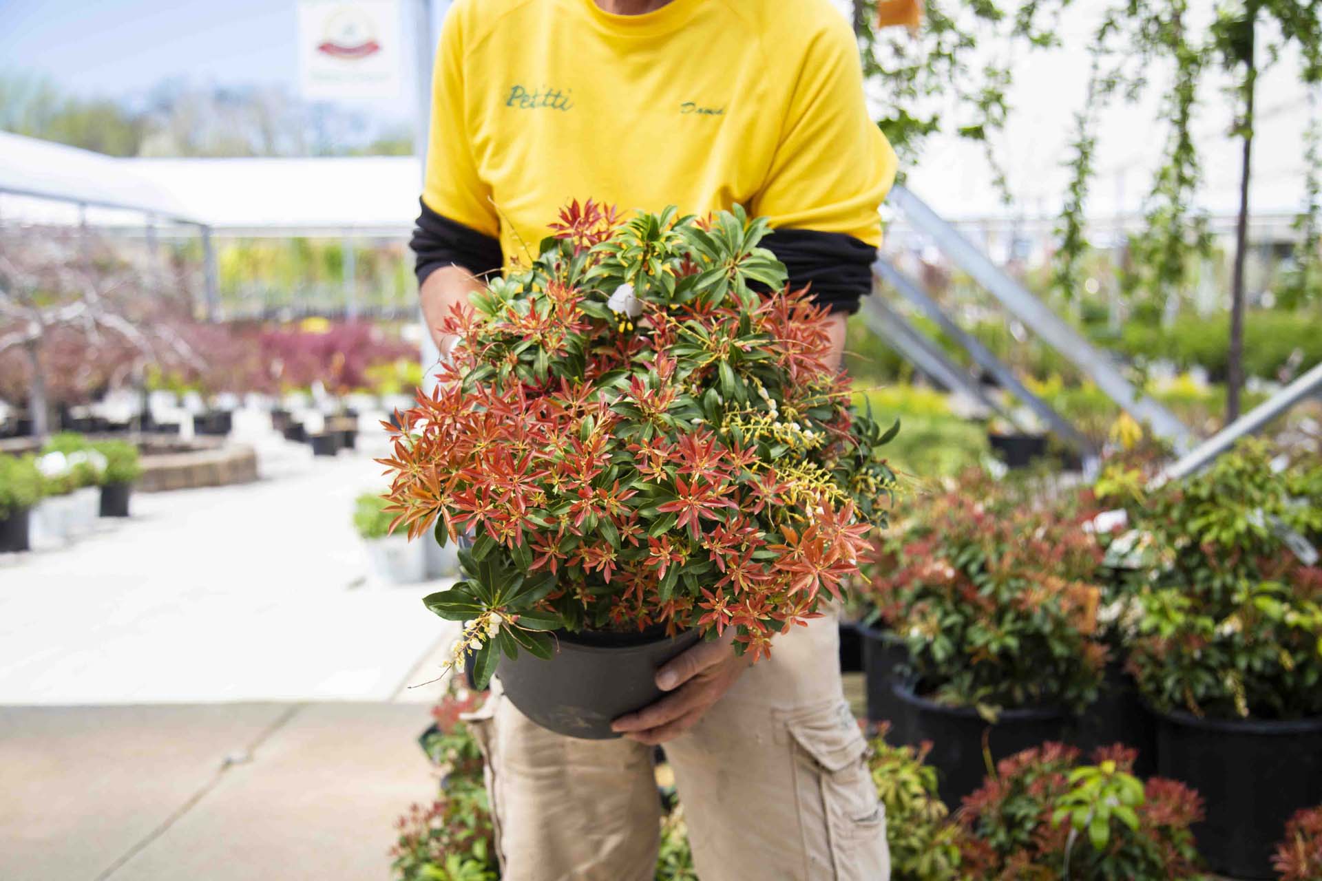 Andromeda | Petitti Garden Centers