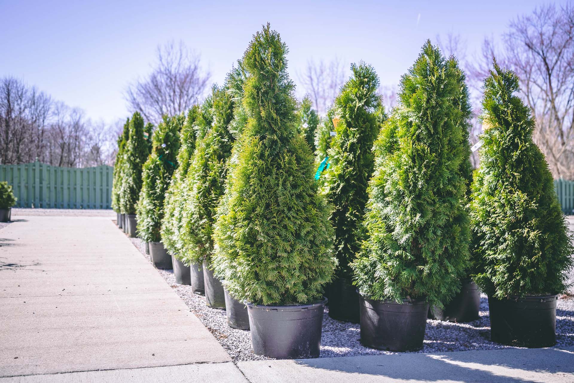Arborvitae | Petitti Garden Centers