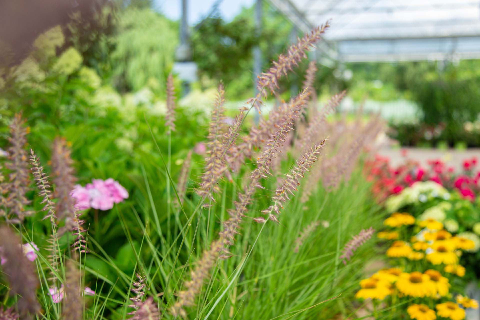 Perennial Ornamental Grasses Petitti Garden Centers