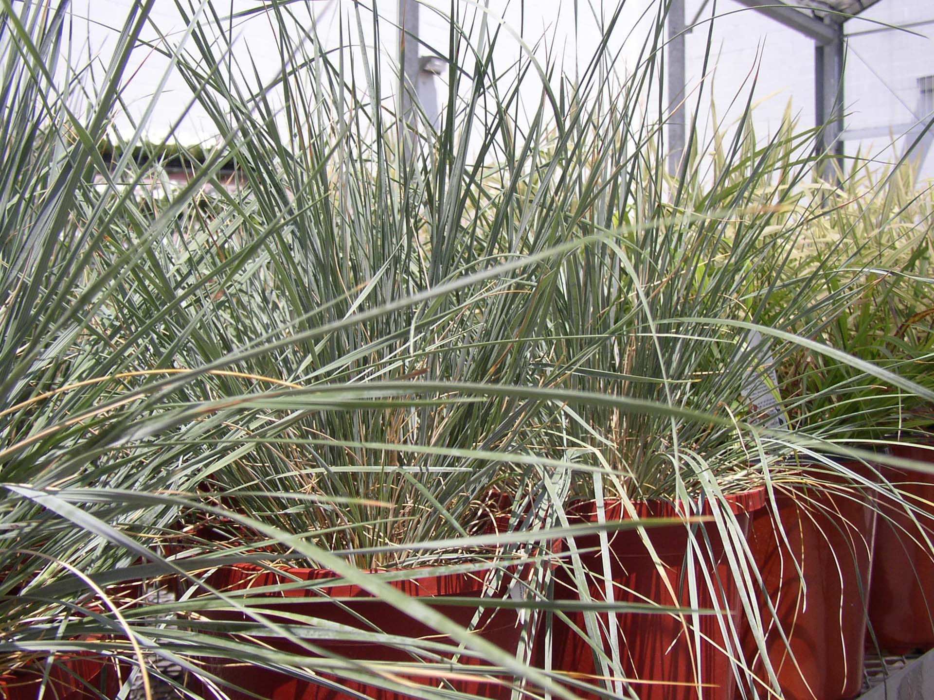 Blue Oat Grass | Petitti Garden Centers