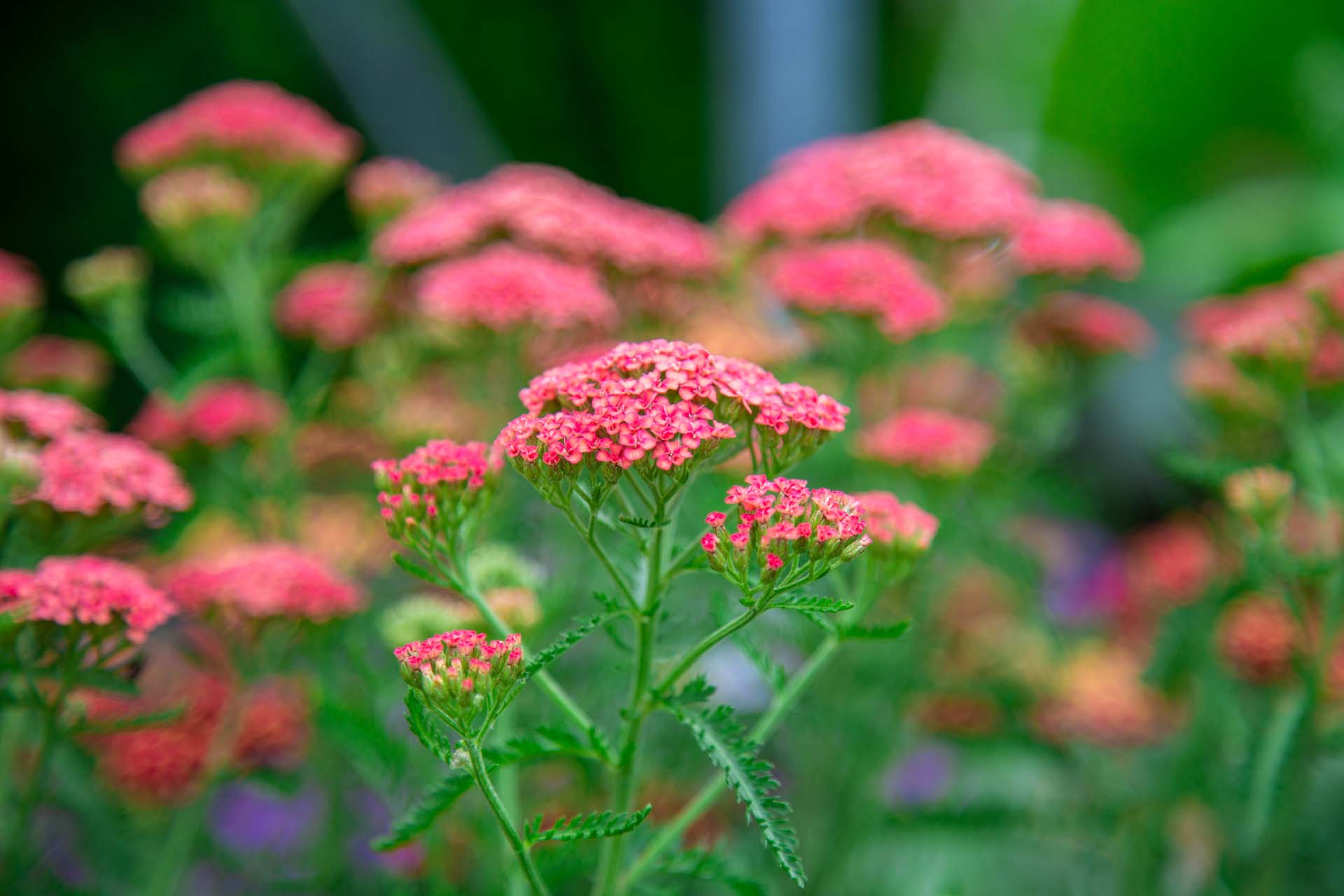 Yarrow | Petitti Garden Centers