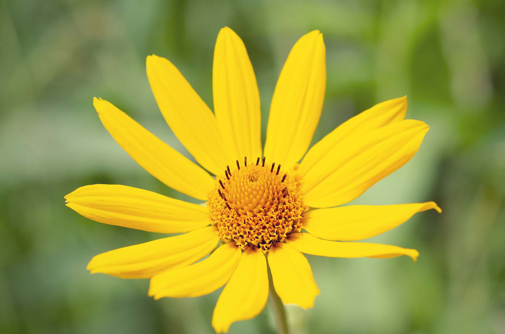 False Sunflower | Petitti Garden Centers