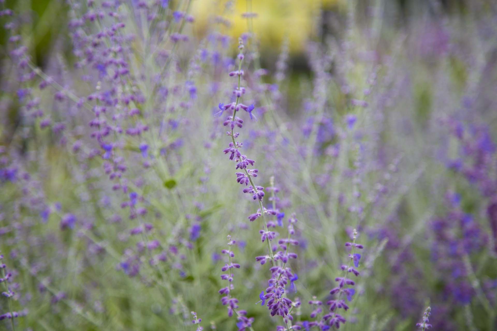 Russian Sage | Petitti Garden Centers