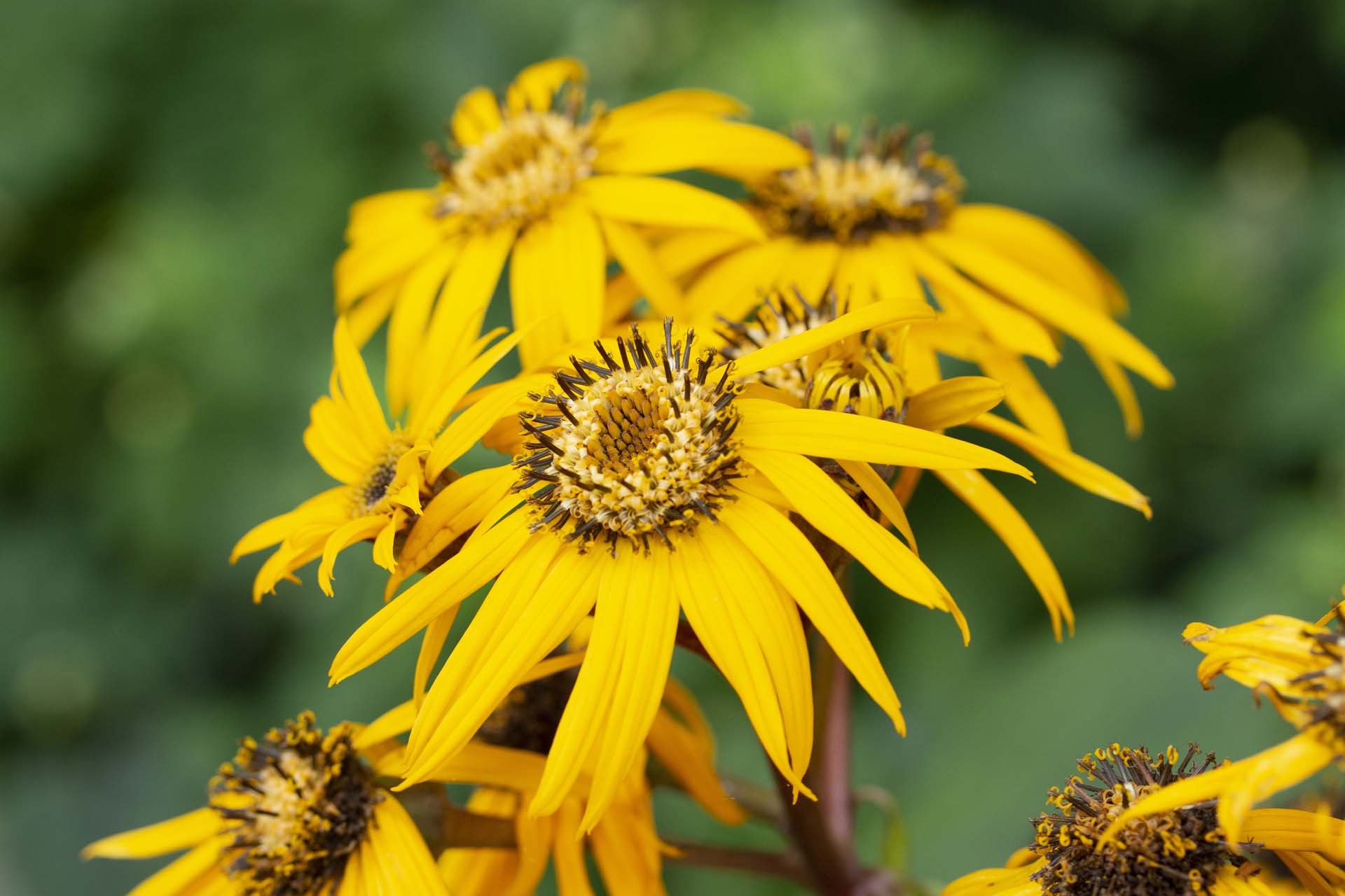 Ligularia, Yellow Rocket | Petitti Garden Centers