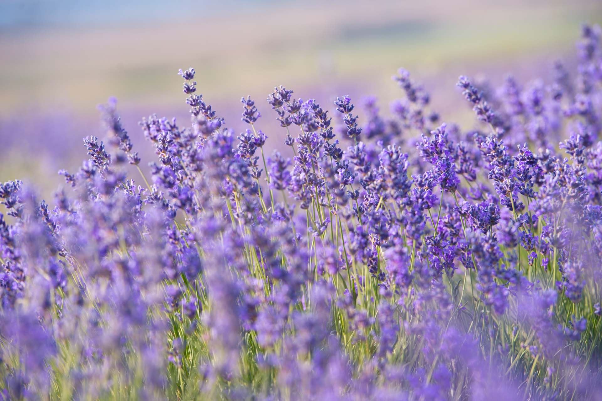 English Lavender | Petitti Garden Centers