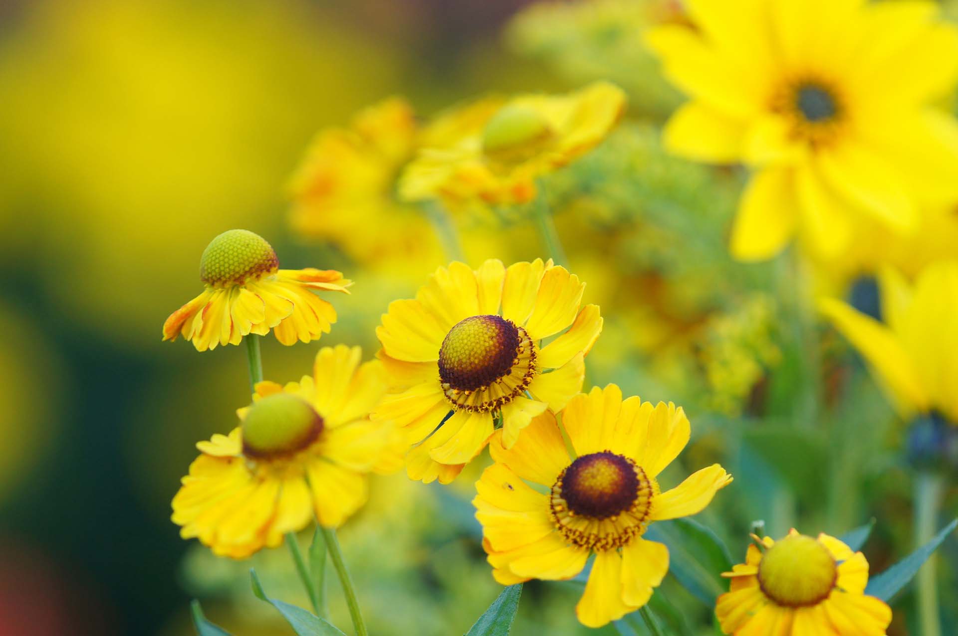 Helen’s Flower | Petitti Garden Centers