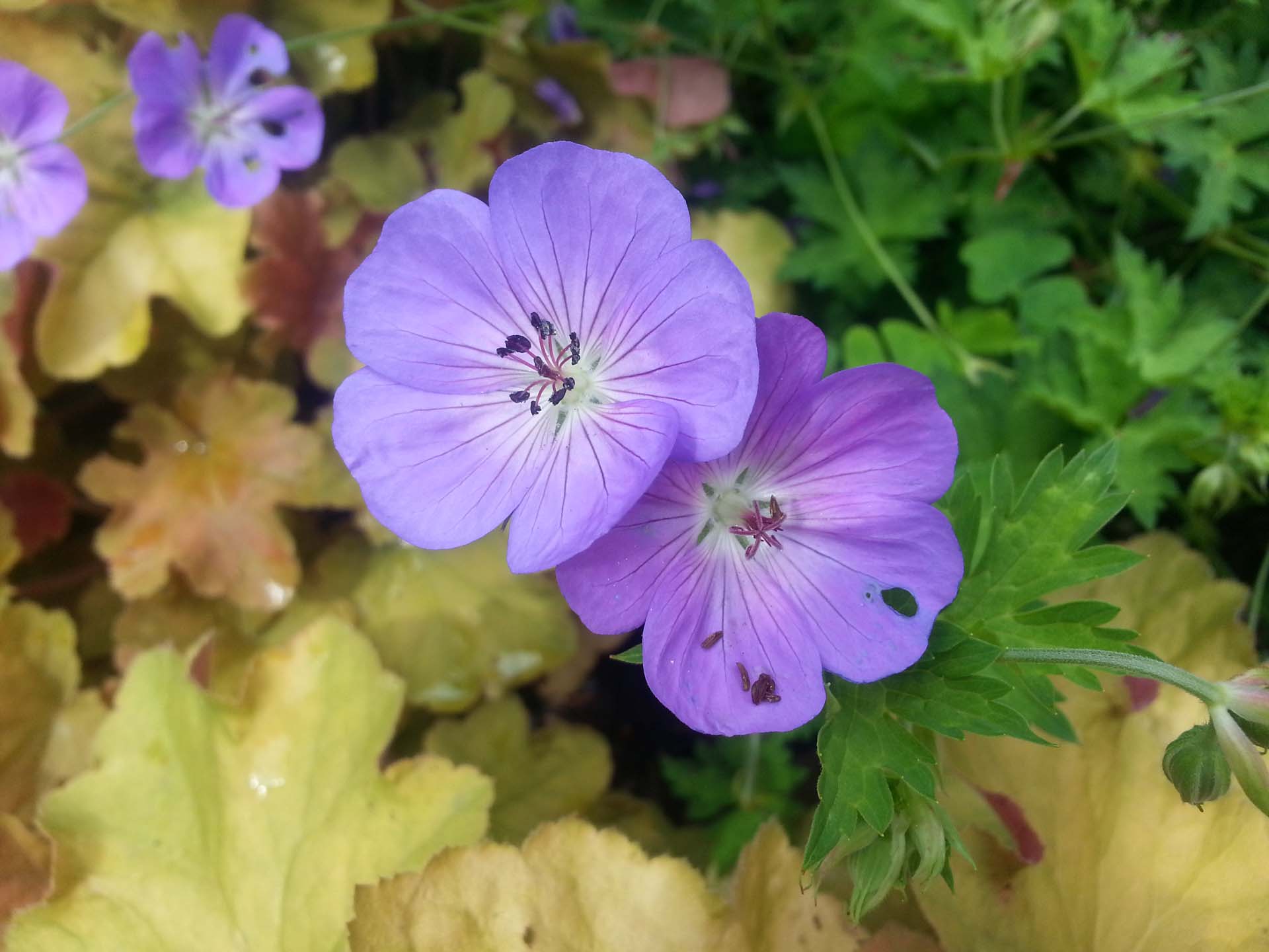 Cranesbill Geranium | Petitti Garden Centers