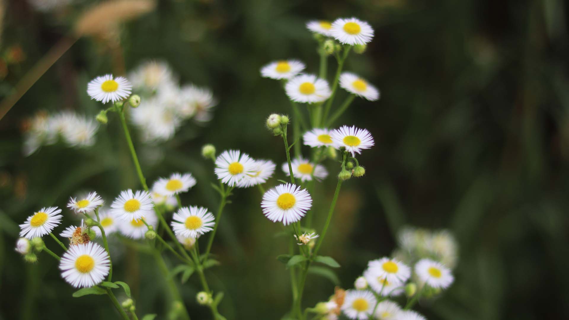 Fleabane | Petitti Garden Centers