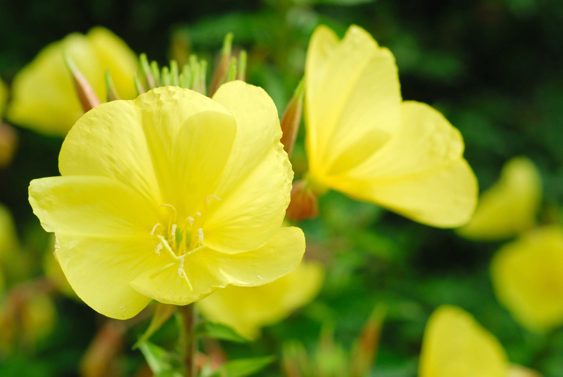 Evening Primrose | Petitti Garden Centers
