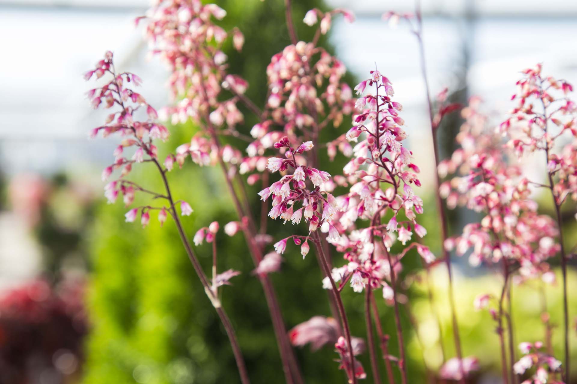 Coral Bells | Petitti Garden Centers