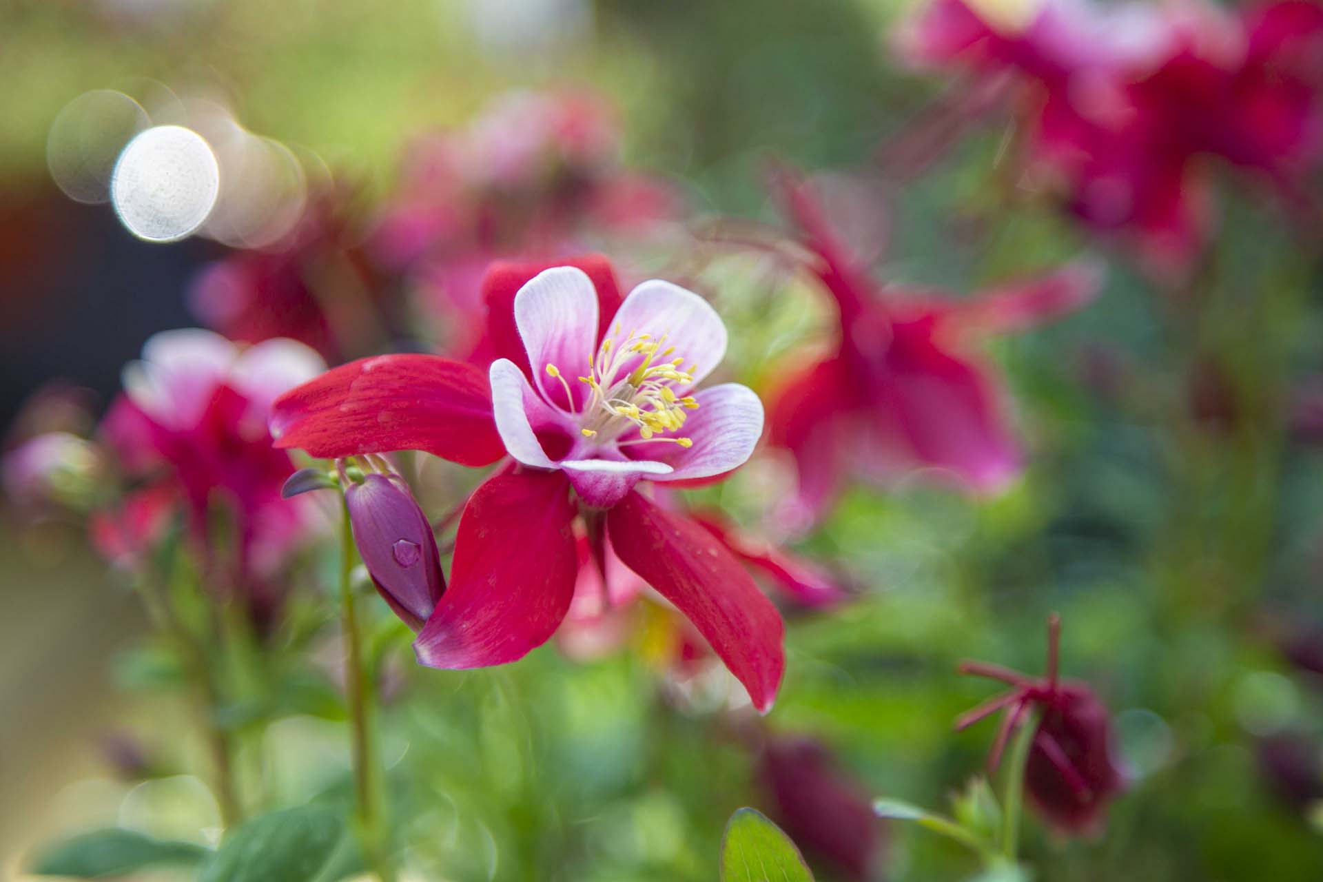 Columbine | Petitti Garden Centers