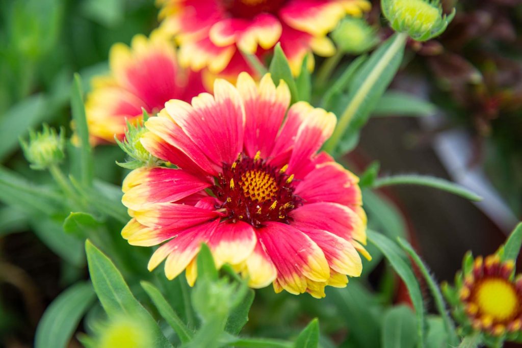 Blanket Flower | Petitti Garden CentersPetitti Garden Centers