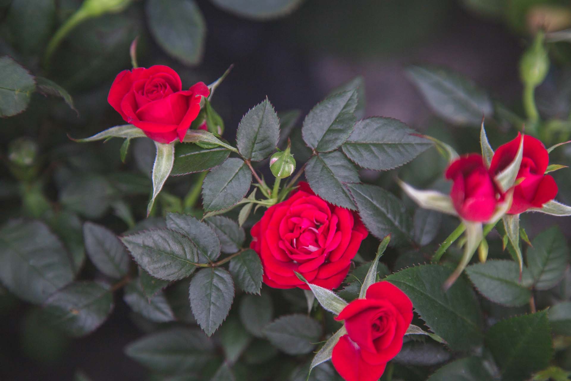 Mini Roses | Petitti Garden Centers