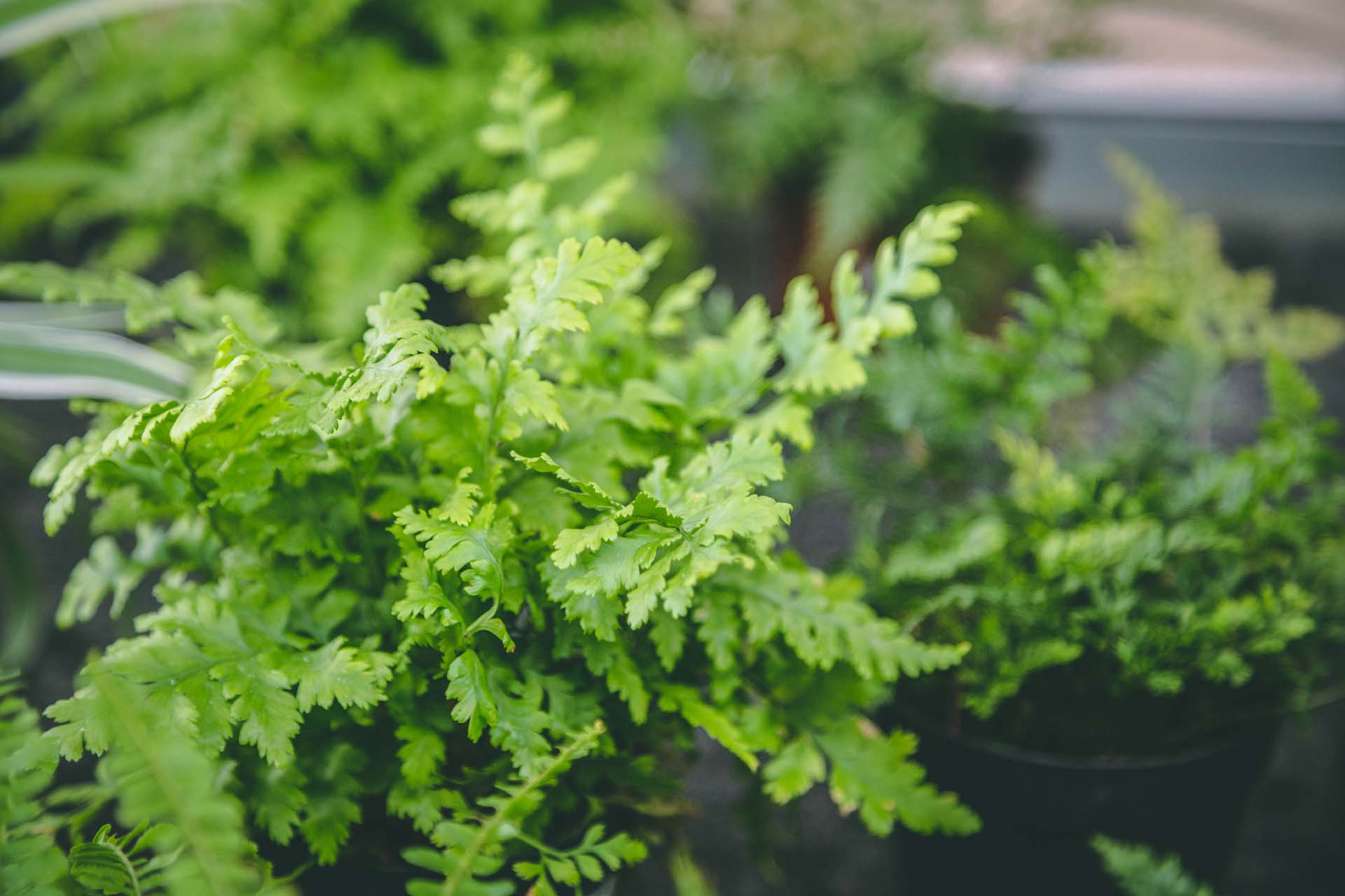Boston Fern, Rabbit’s Foot, Bird Nest | Petitti Garden Centers