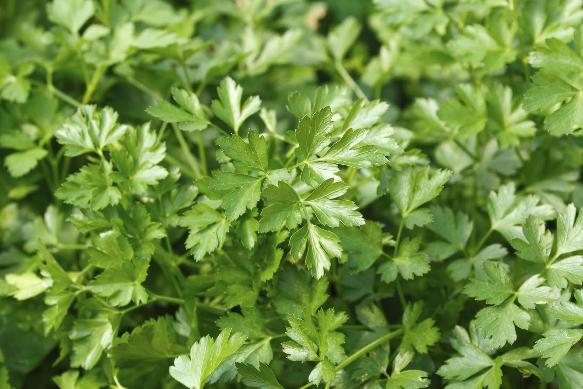 Parsley | Petitti Garden Centers