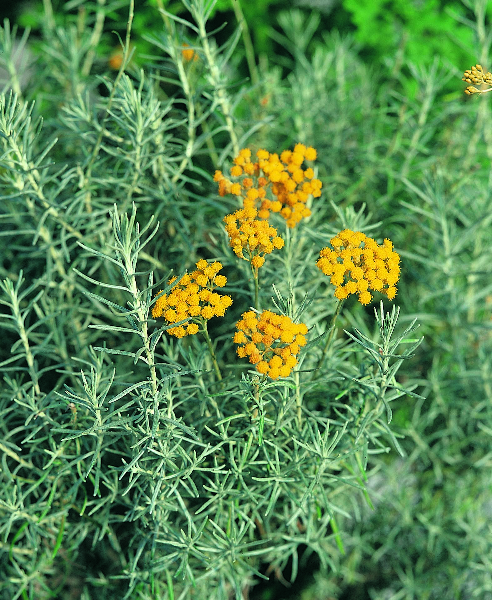 Dwarf Curry | Petitti Garden Centers