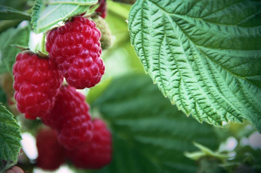 Raspberry | Petitti Garden CentersPetitti Garden Centers