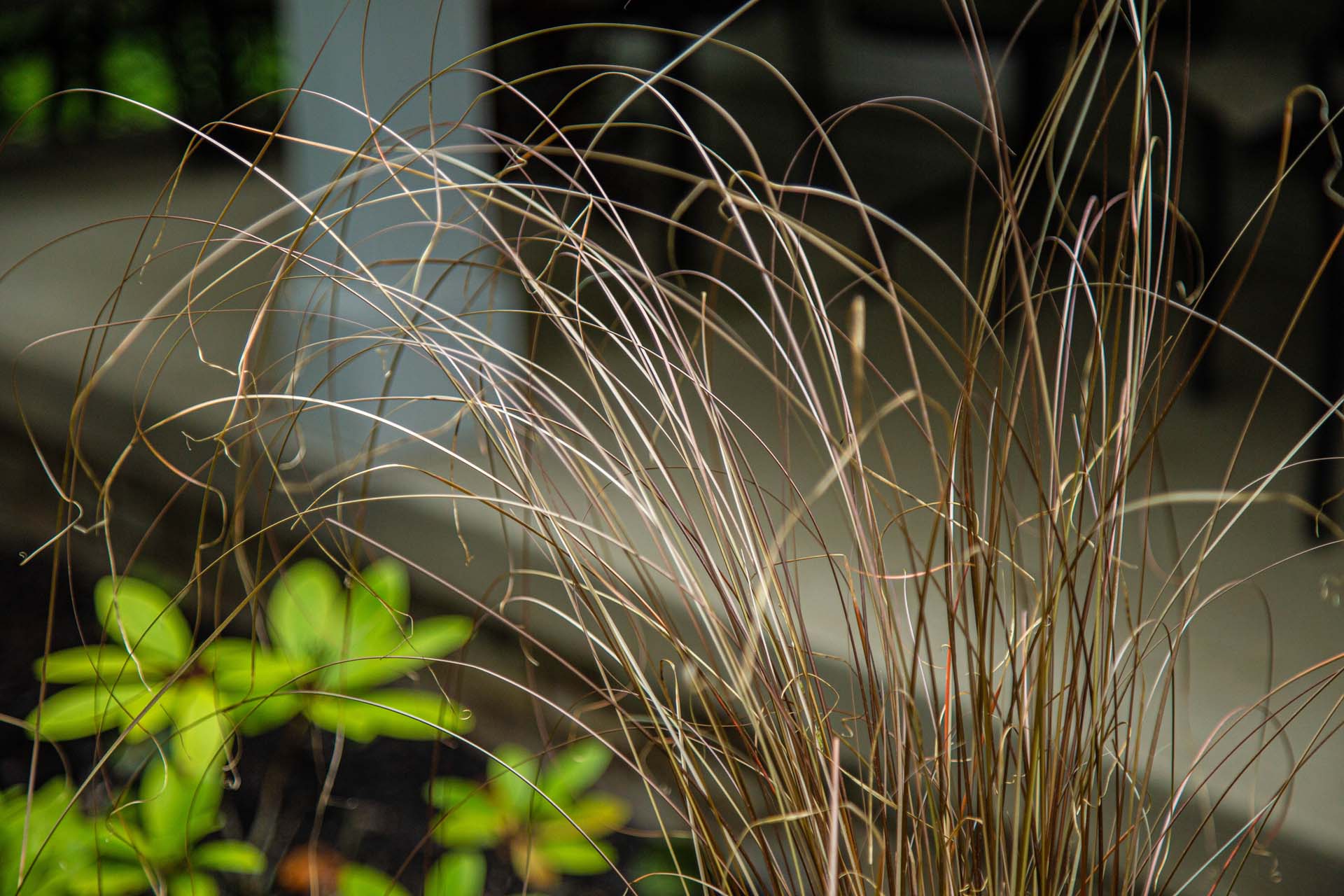 Sedge, Carex | Petitti Garden Centers