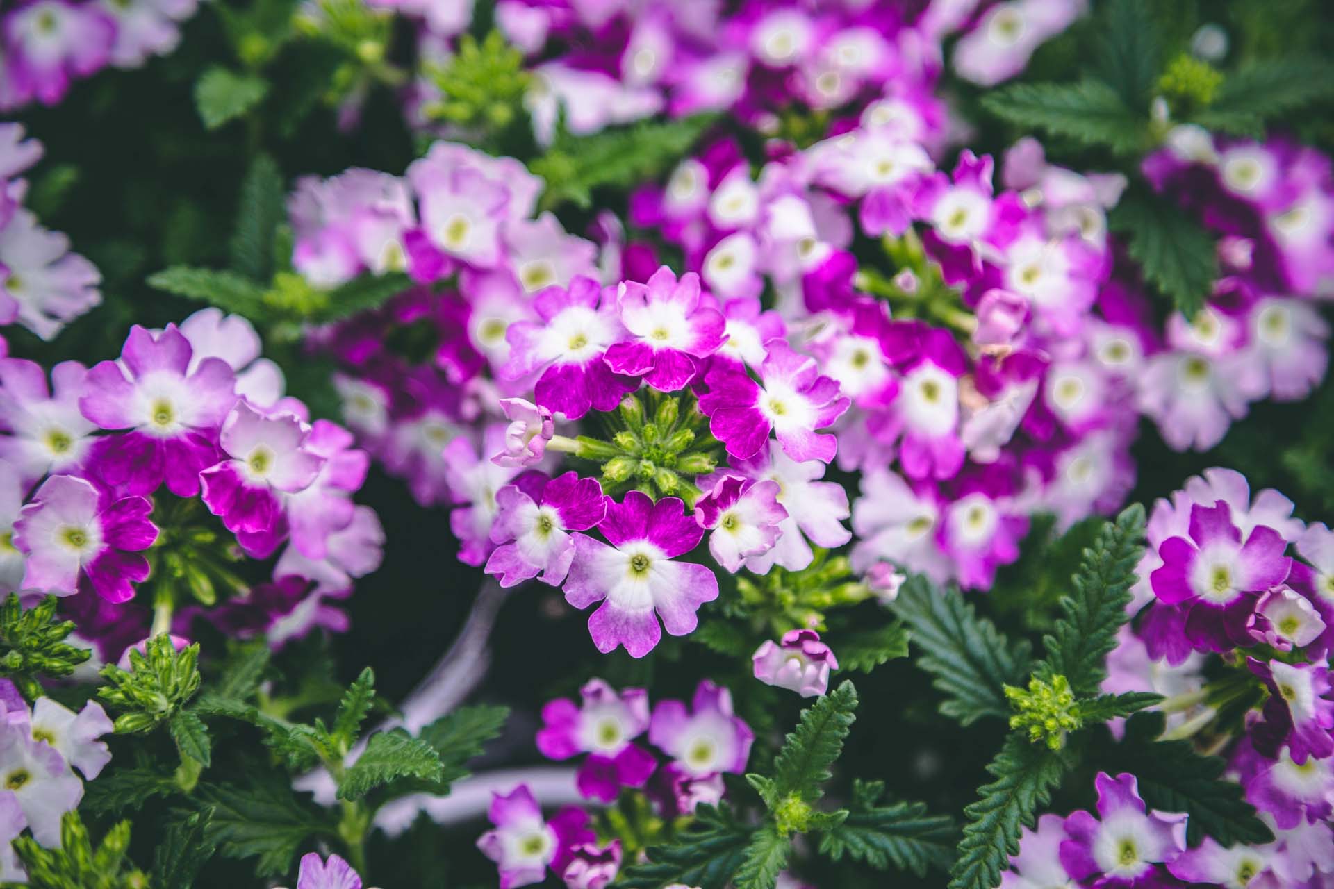 Verbena | Petitti Garden Centers