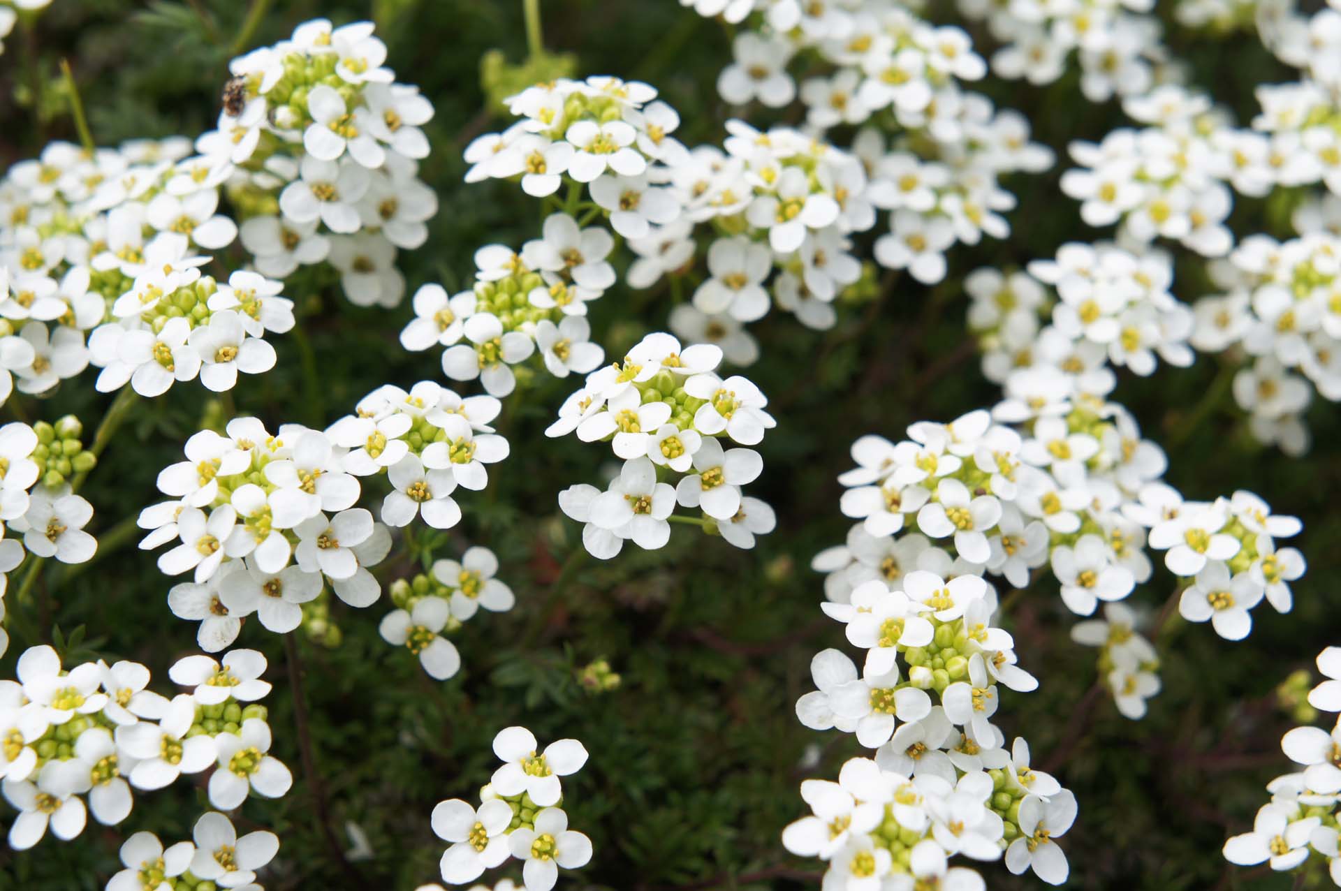 Sweet Alyssum | Petitti Garden Centers
