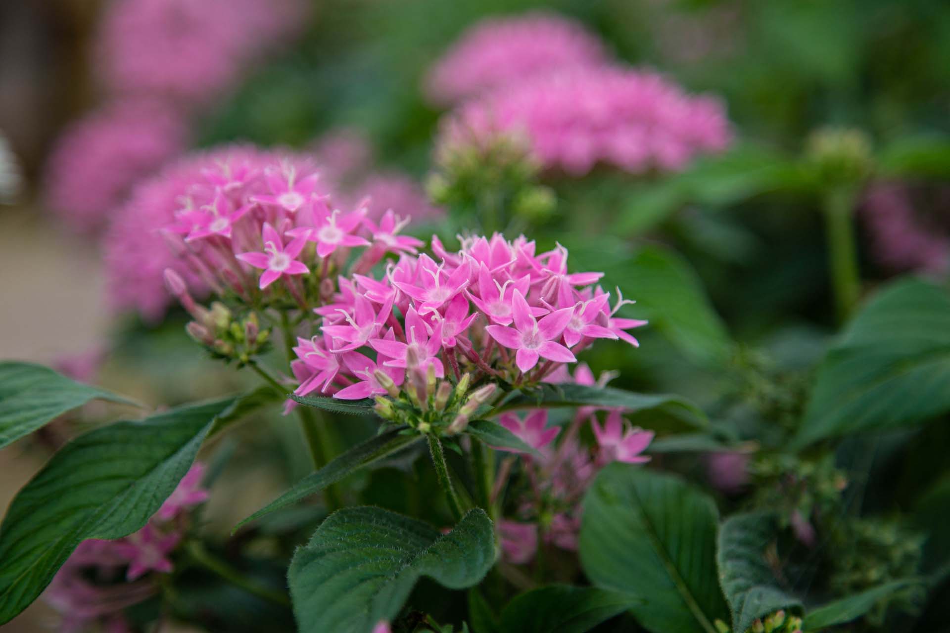 Penta, Star Flower | Petitti Garden Centers