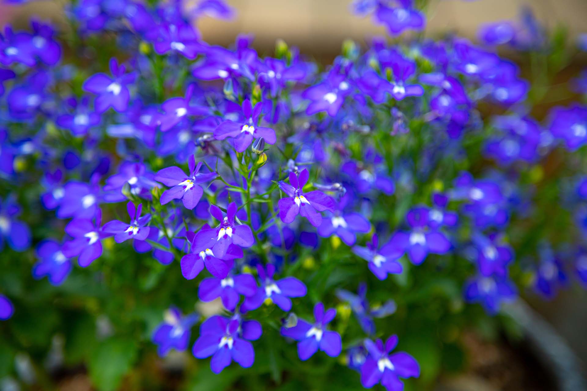 Lobelia | Petitti Garden Centers