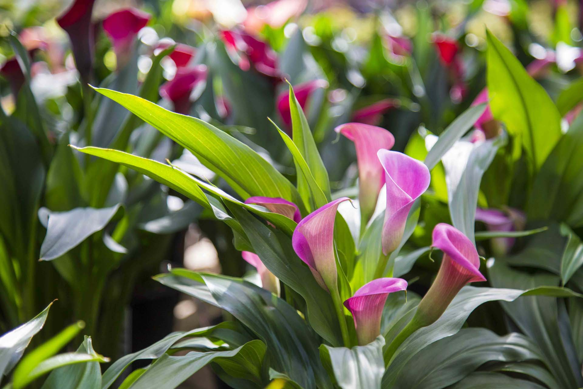 Calla Lily | Petitti Garden Centers
