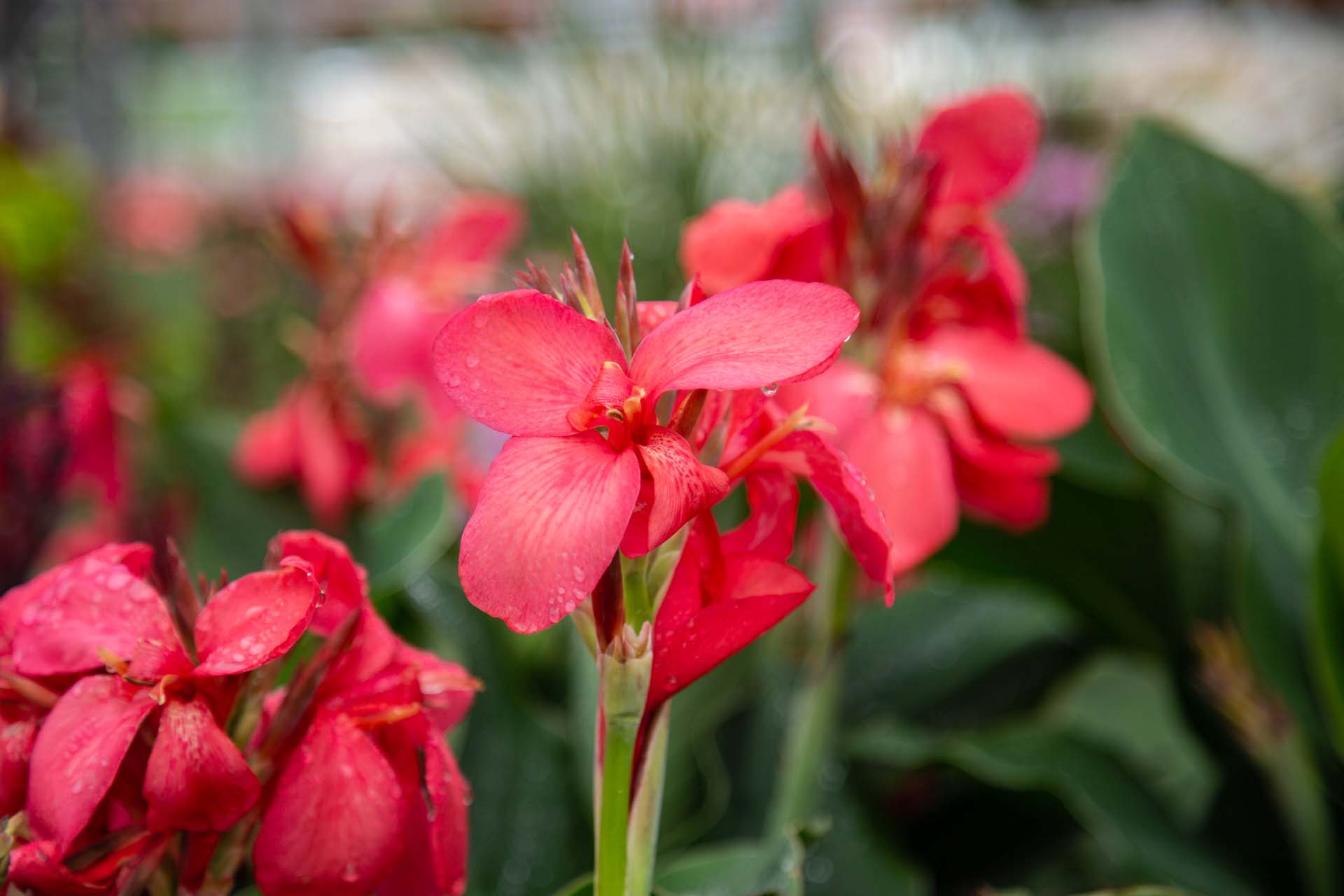 Canna Lily | Petitti Garden Centers