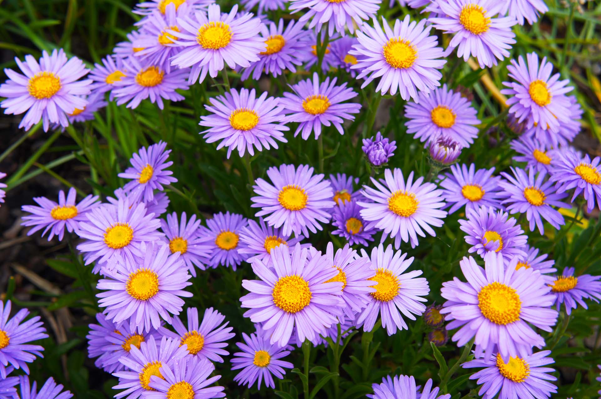 Swan River Daisy | Petitti Garden Centers