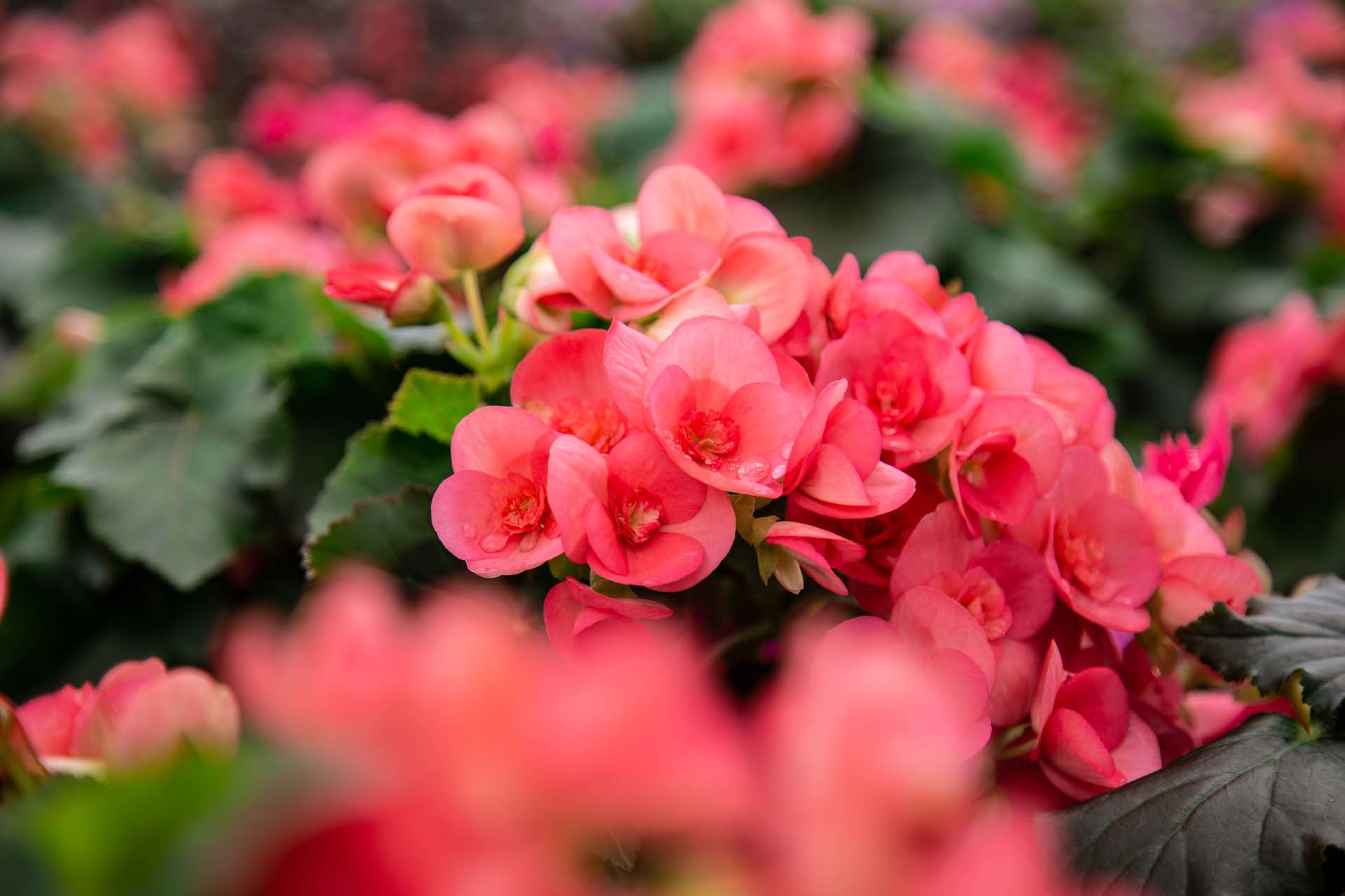 Begonia | Petitti Garden Centers