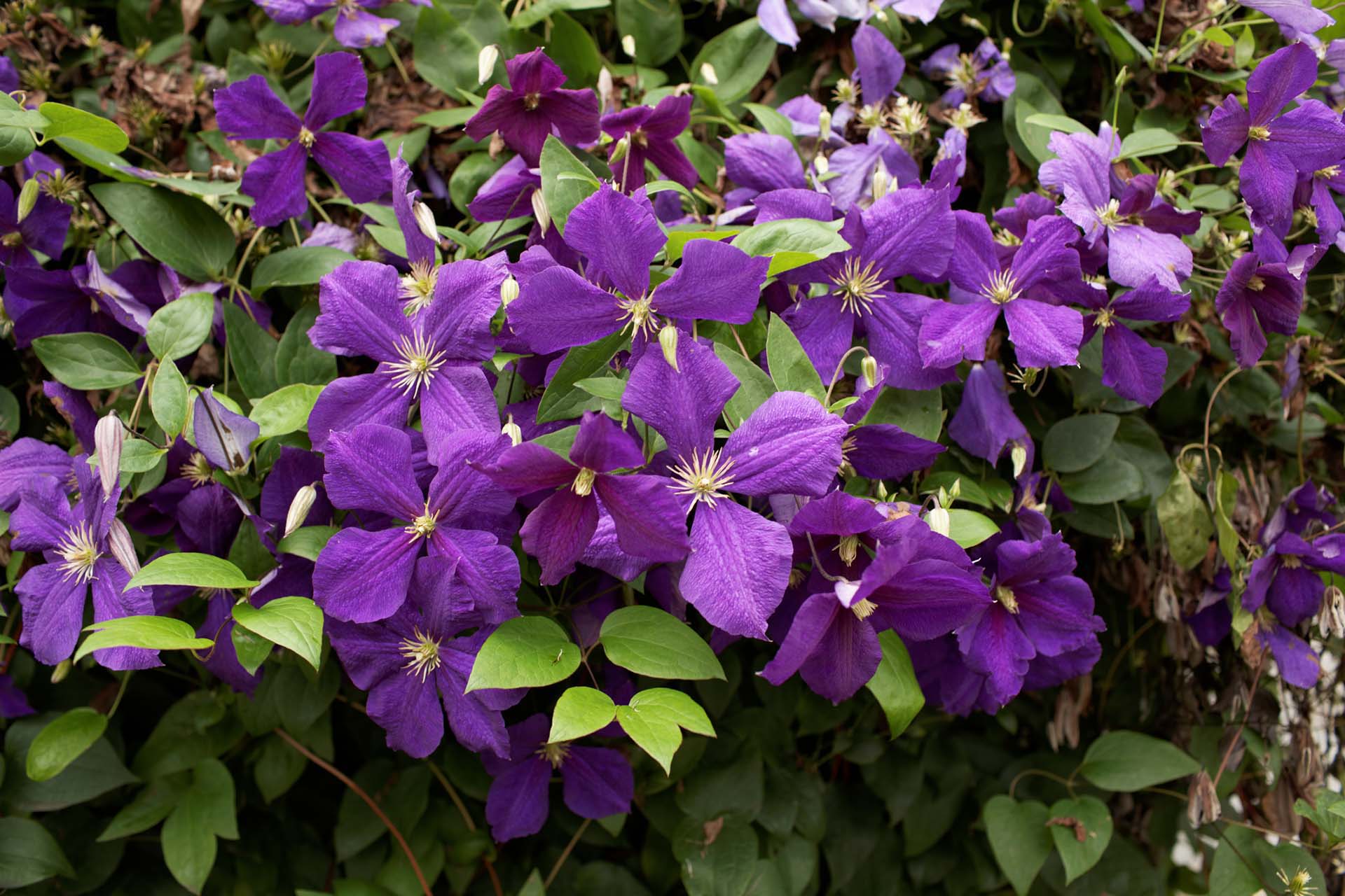 Clematis Care and Varieties | Petitti Garden Centers