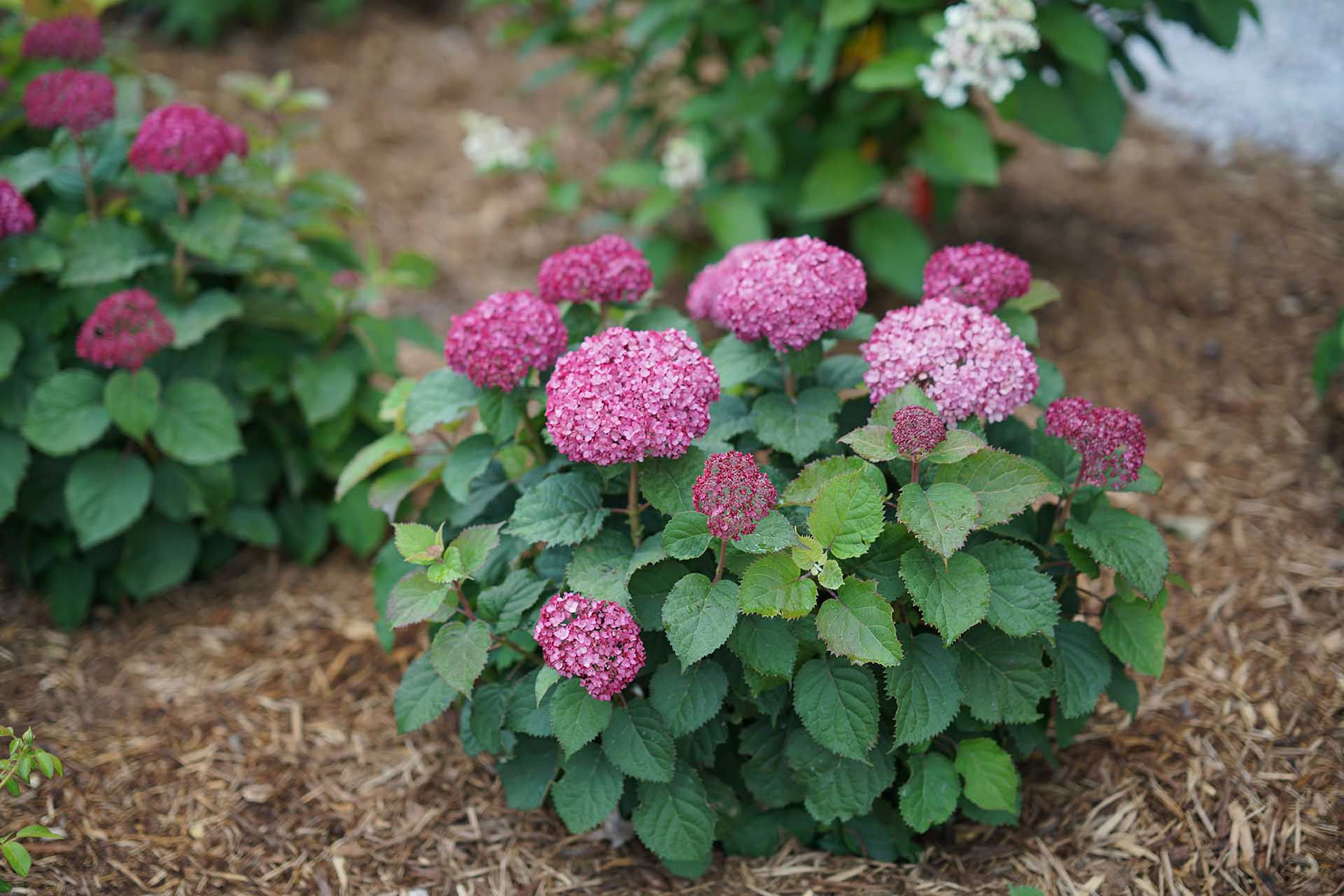 Foundation Shrubs with Bold Color and Flower Power | Petitti Garden Centers