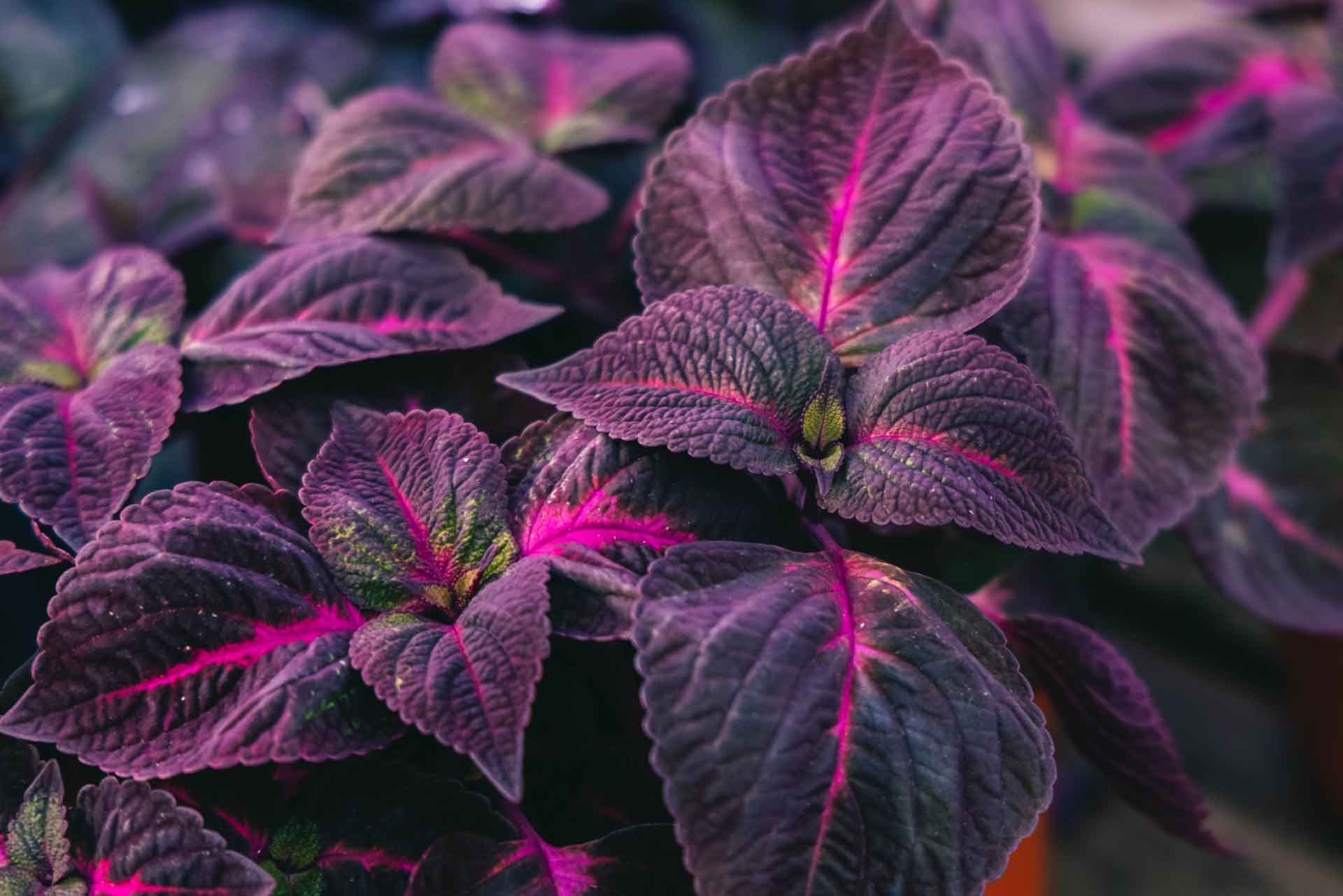 Perilla ‘Magilla’ | Petitti Garden Centers